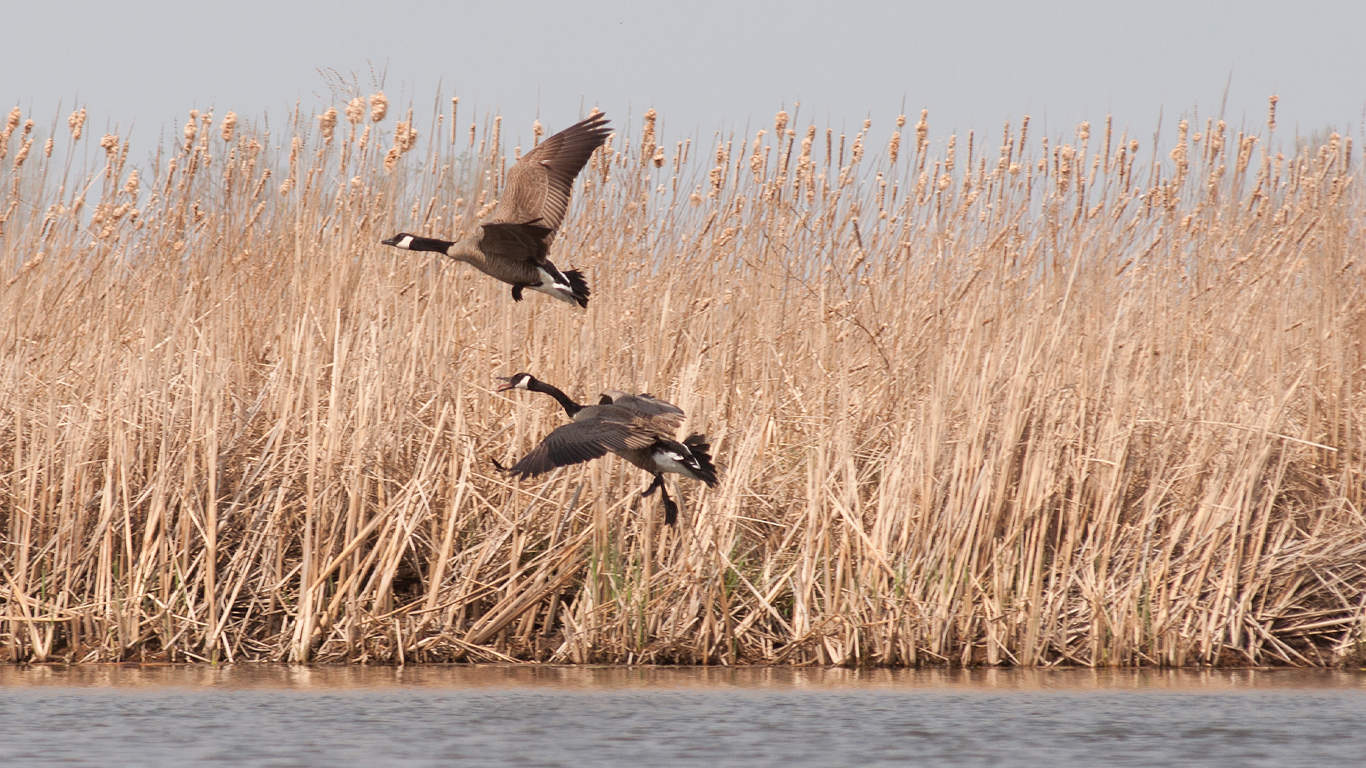 Birding | Bird Watching Oswego | visitoswegocounty.com